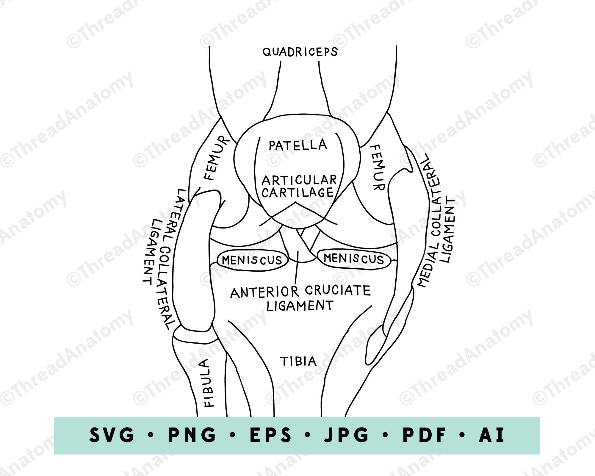 Knee Anatomy Clipart Knee Clip Art Knee Graphic Knee - Etsy Canada