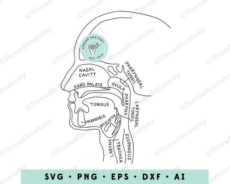 Nose & Throat Anatomy SVG, Nose and Throat Clipart, ENT Graphic ...
