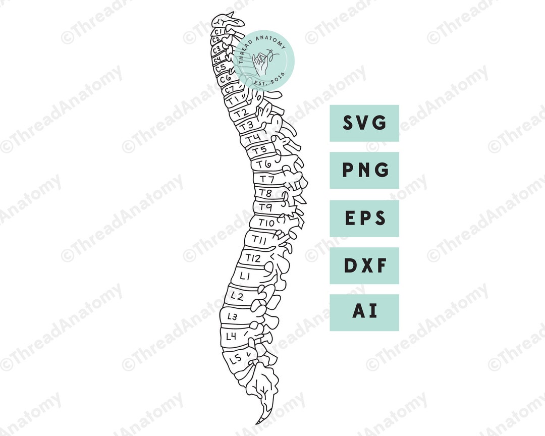 Spine SVG, Spine Clipart, Spine Anatomy Clip Art, Spine Graphic, Spine ...