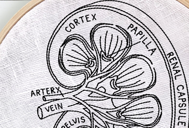 DIY Kidney Embroidery Pattern Kidney Anatomy Art Medical - Etsy
