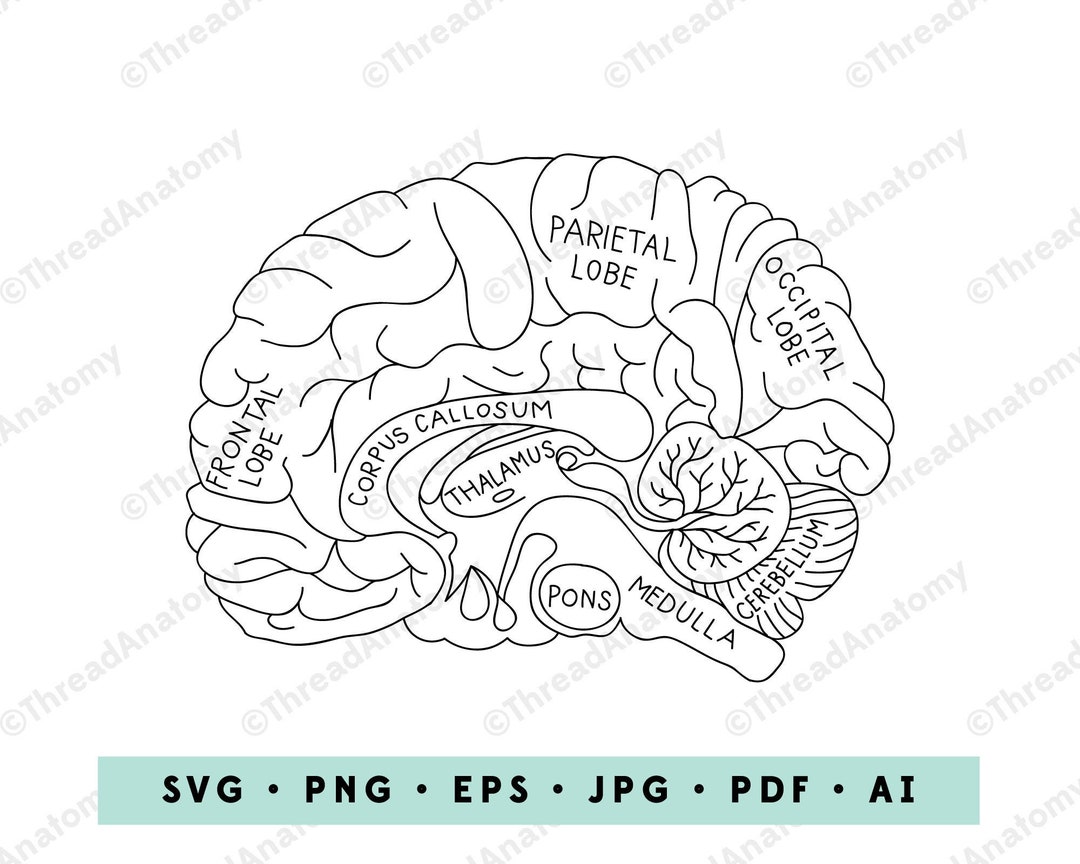 Brain Lobes Coloring Page