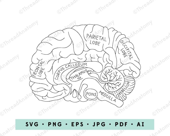 Brain Clipart Brain Anatomy Graphic Brain Clip Art | Etsy Canada