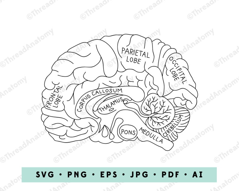 Brain Clipart Brain Anatomy Graphic Brain Clip Art - Etsy