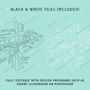 Liver SVG, Liver Anatomy Clipart, Liver Clip Art, Medical Graphic ...
