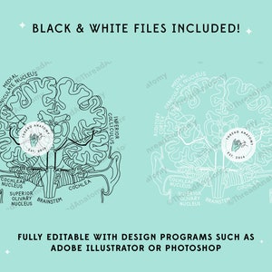 Audiology SVG, Central Auditory System, Central Auditory System Graphic ...