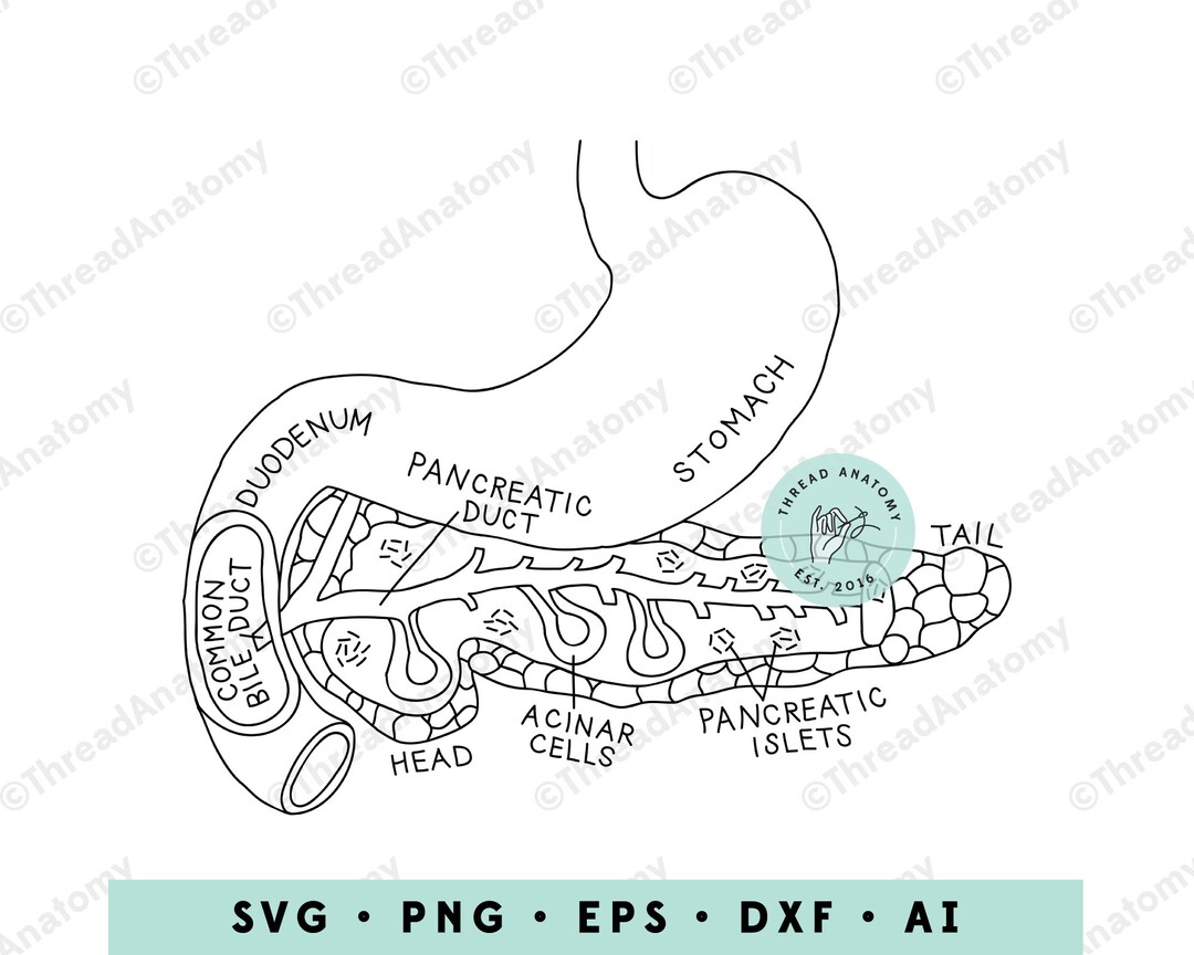 Pancreas SVG, Pancreas Anatomy Clipart, Pancreas Graphic, Pancreas Clip ...