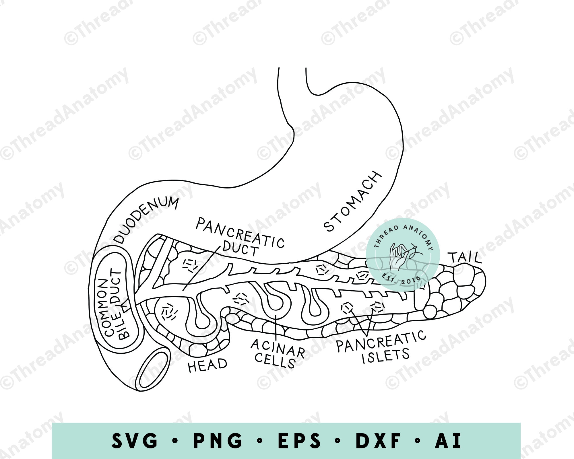 Pancreas SVG, Pancreas Anatomy Clipart, Pancreas Graphic, Pancreas Clip ...