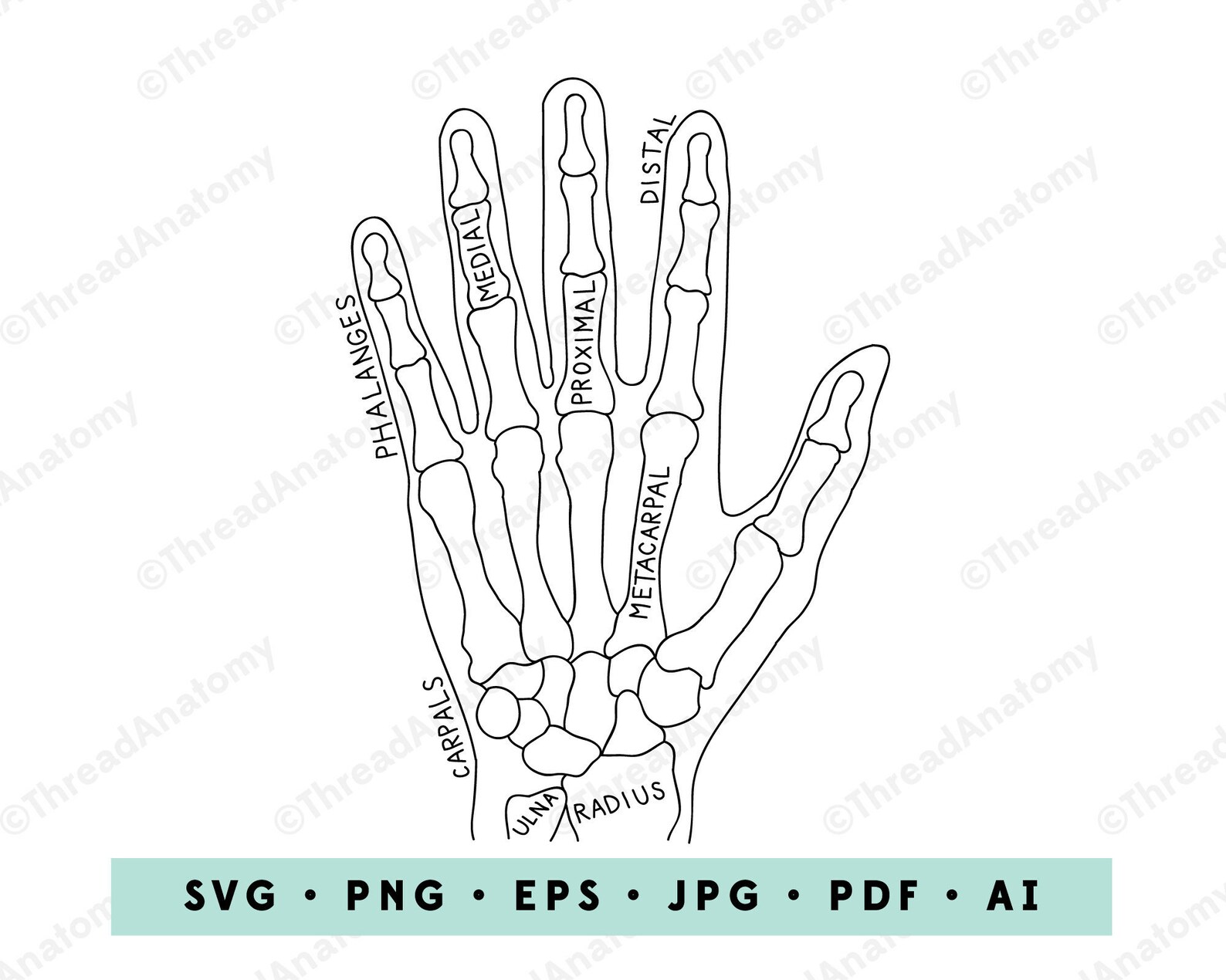 Hand Anatomy Clipart Hand Clipart Hand Graphic Hand Clip - Etsy