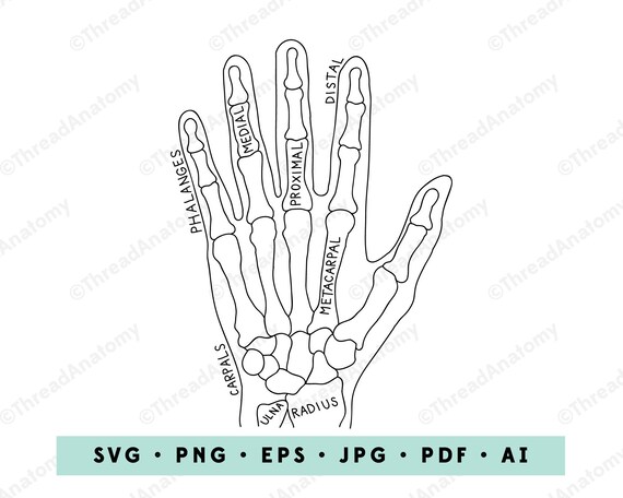 Hand Anatomy Clipart Hand Clipart Hand Graphic Hand Clip | Etsy Canada