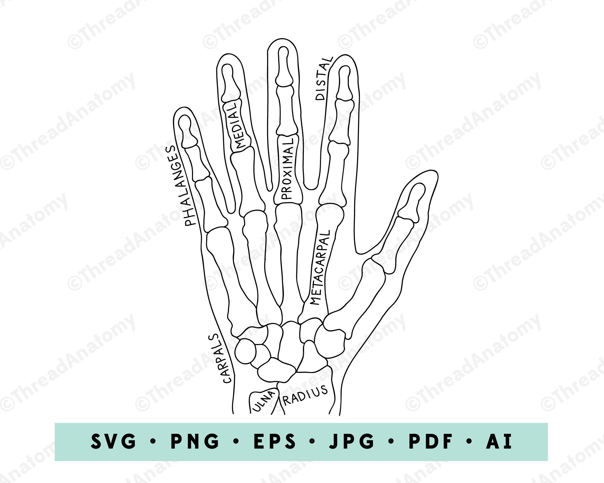 Hand Anatomy Clipart Hand Clipart Hand Graphic Hand Clip - Etsy