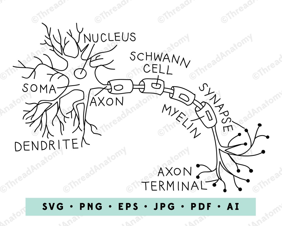 Neuron SVG Neuron Anatomy Clipart Neuron Clip Art Neuron - Etsy
