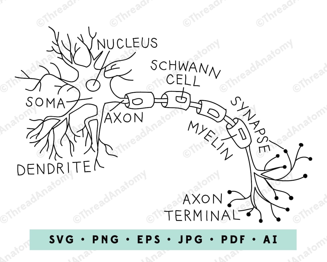 Neuron SVG Neuron Anatomy Clipart Neuron Clip Art Neuron - Etsy UK