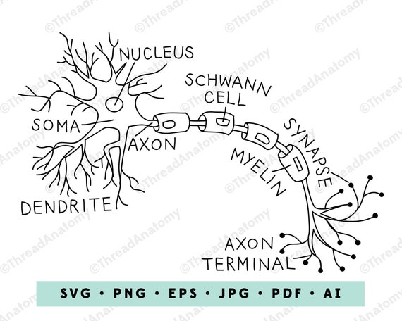 Neuron SVG Neuron Anatomy Clipart Neuron Clip Art Neuron - Etsy Finland