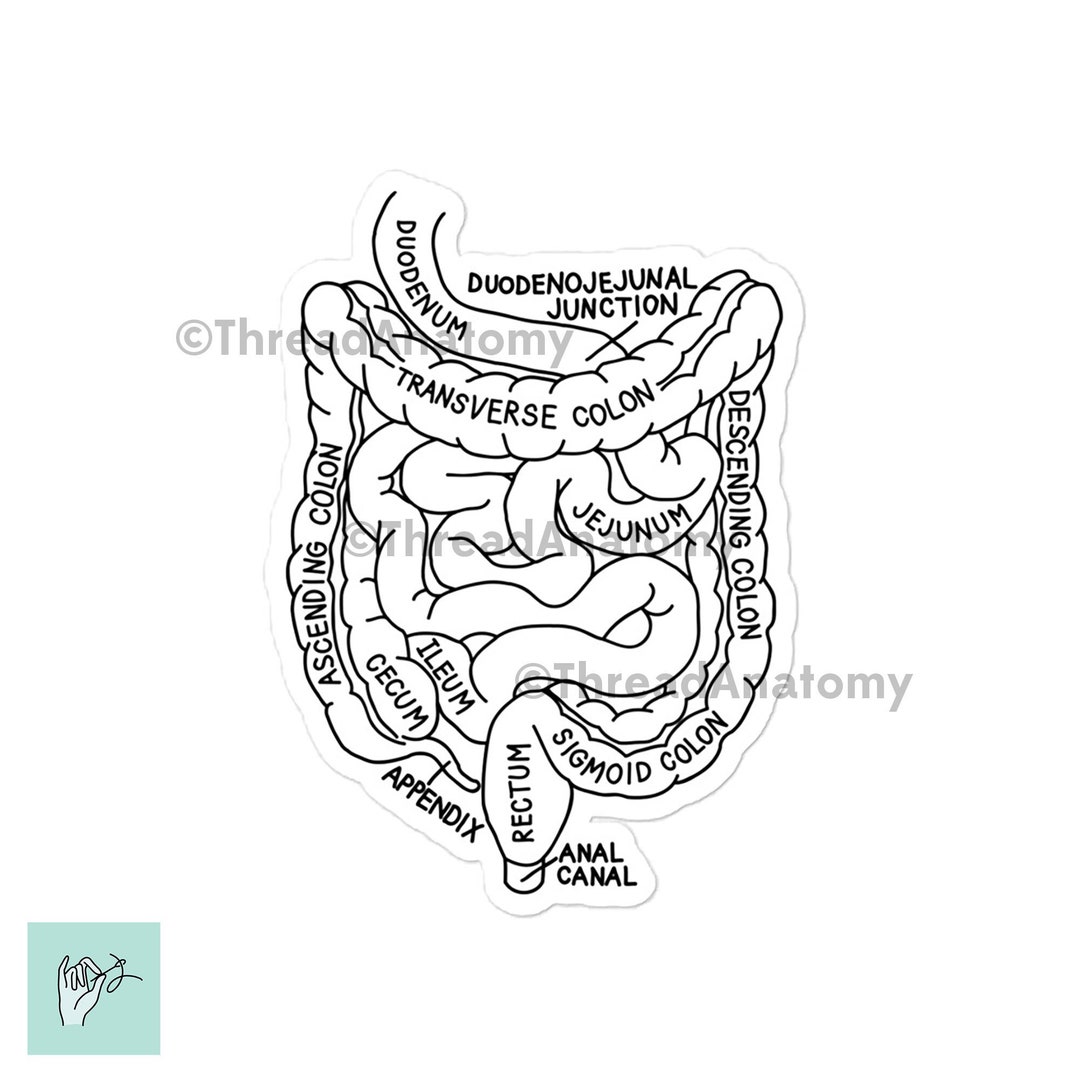 Intestines Anatomy Sticker, Intestines Sticker, Intestinal Anatomy ...