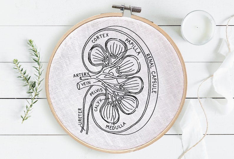 DIY Kidney Embroidery Pattern Kidney Anatomy Art Medical - Etsy