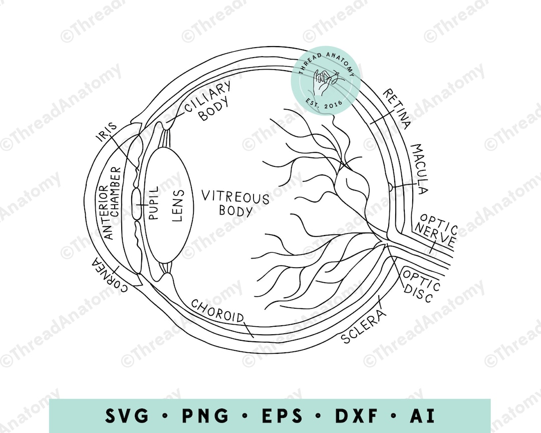 Eye Clipart, Eye Anatomy Graphic, Eyeball Clip Art, Eye Illustration ...