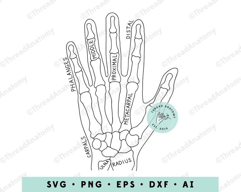 Hand Anatomy Clipart, Hand Clipart, Hand Graphic, Hand Clip Art ...