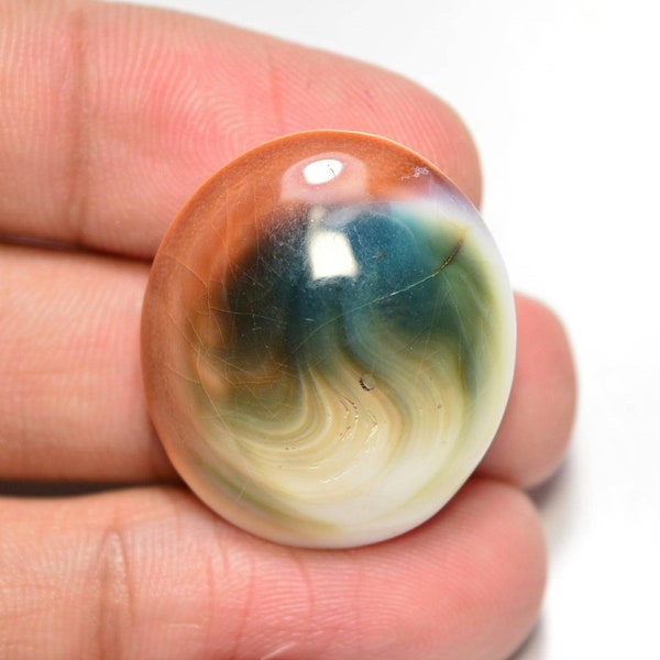Operculum Shell - Etsy