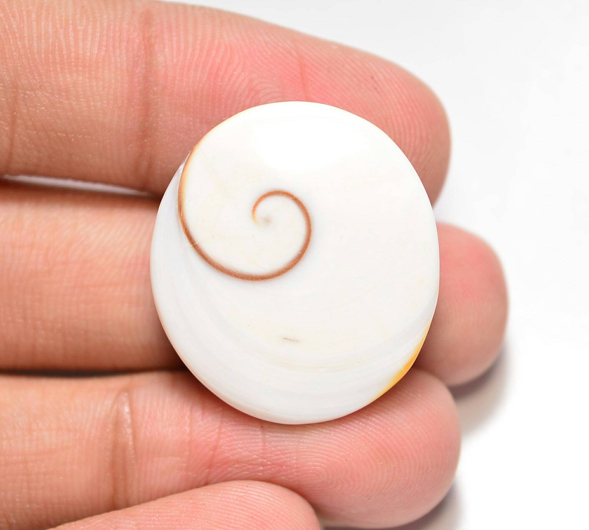 Natural Operculum Shell Cabochon... Natural Sea Shell - Etsy