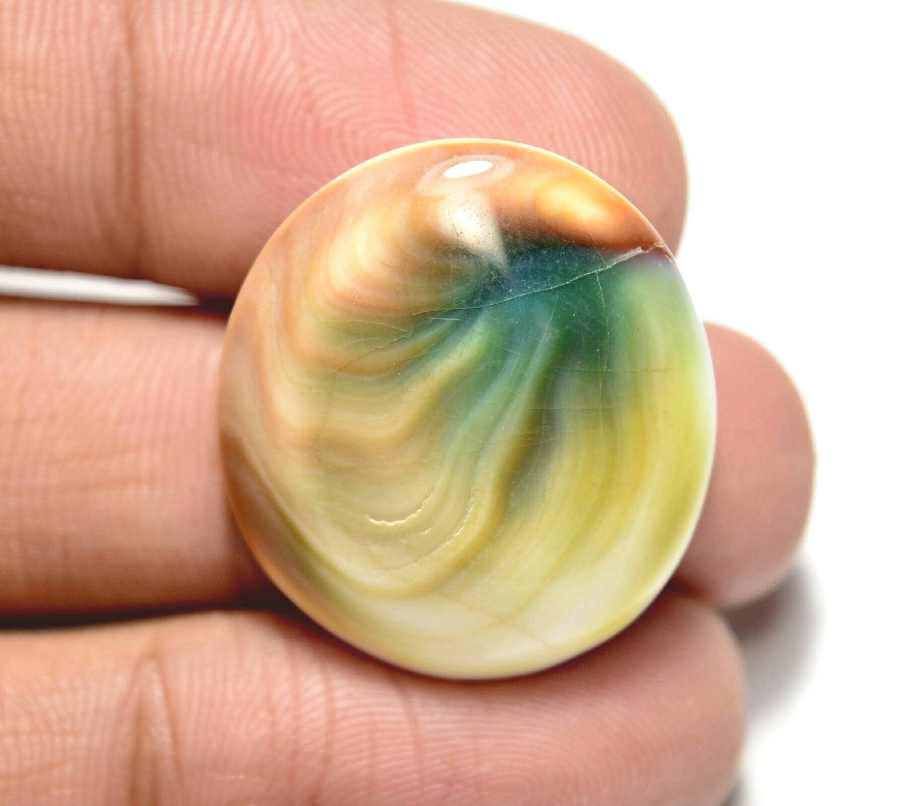 Papercraft Natural Operculum Shell Cabochon.. Natural Sea Shell ...