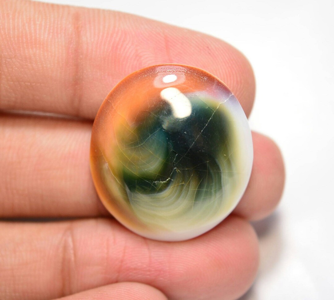 Natural Operculum Shell Cabochon... Natural Sea Shell - Etsy
