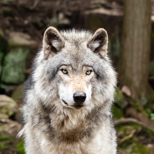 Timber Wolf Print Wolf Wall Art Gift for Wolf Lover Wolf - Etsy