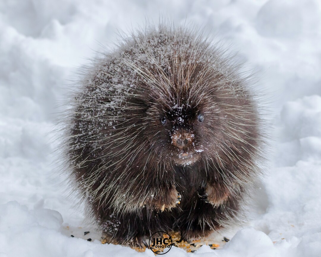 Cute Porcupine Print, Porcupine Art, Wall Art, Porcupine Decor ...