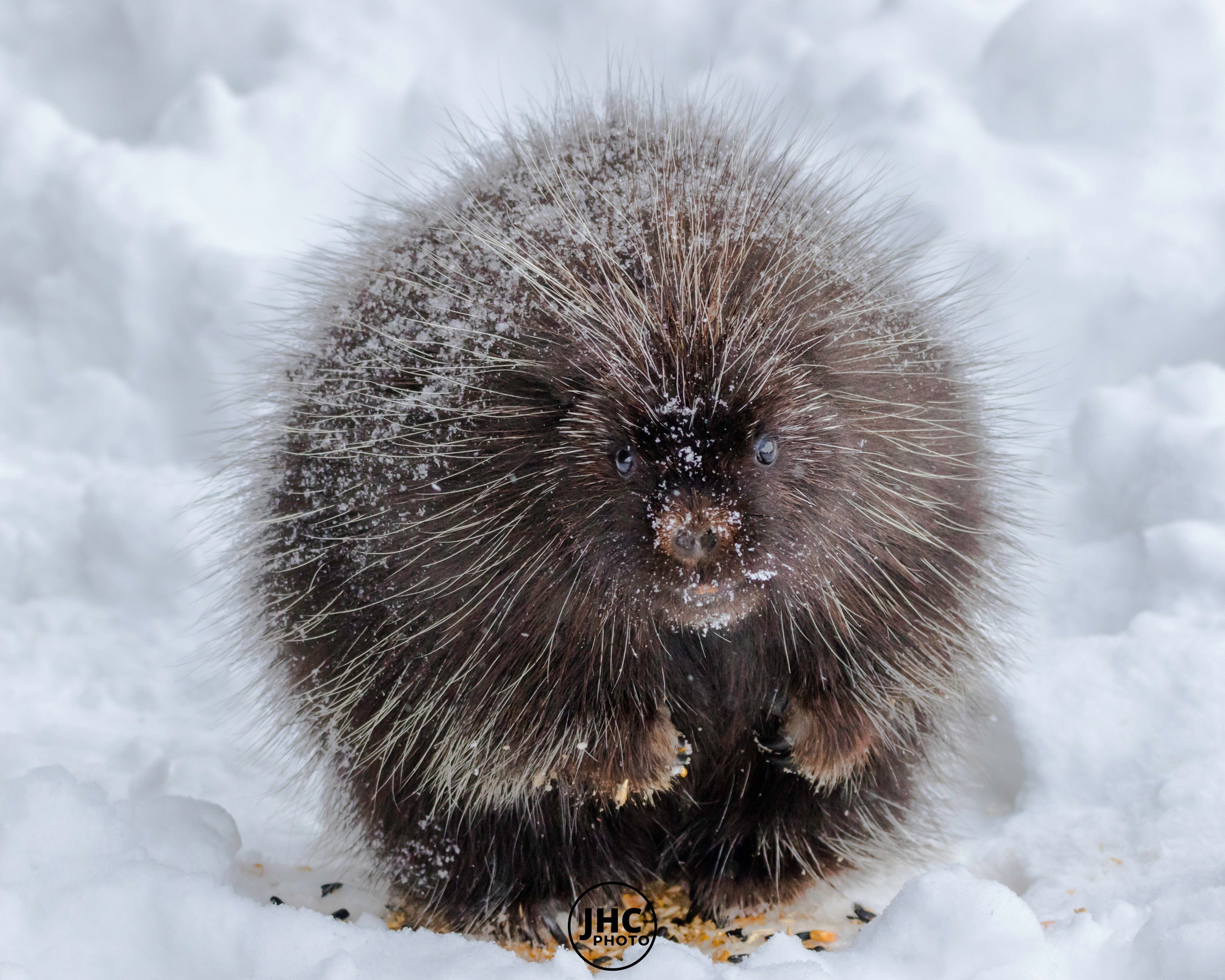 Cute Porcupine Print, Porcupine Art, Wall Art, Porcupine Decor ...
