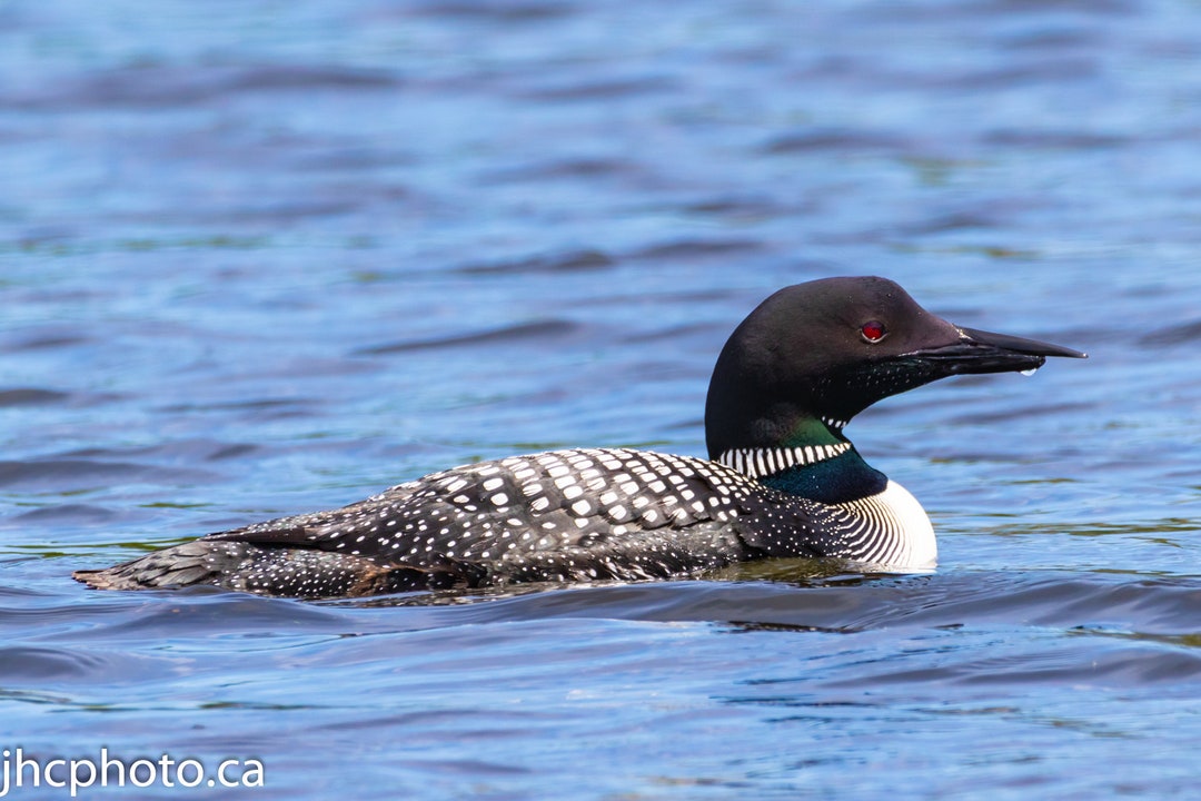 Common Loon Print, Loon Decor, Loon Art, Loon Picture, Loon Bird, Loon ...