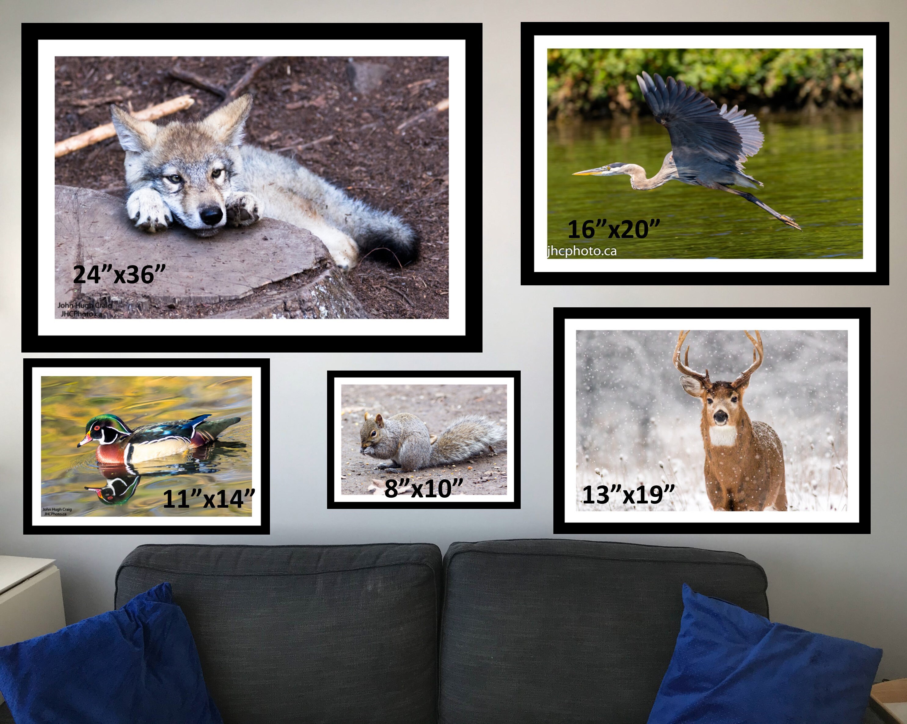 Muskrat Print, Muskrat Art, Muskrat Decor, Wildlife Photo Print ...