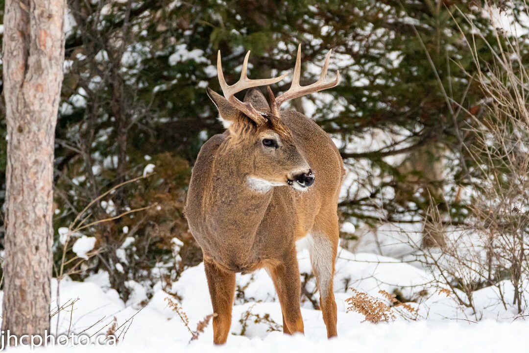 Whitetail Deer Wall Art Print, Wildlife Photo, Deer Art, Deer Decor ...