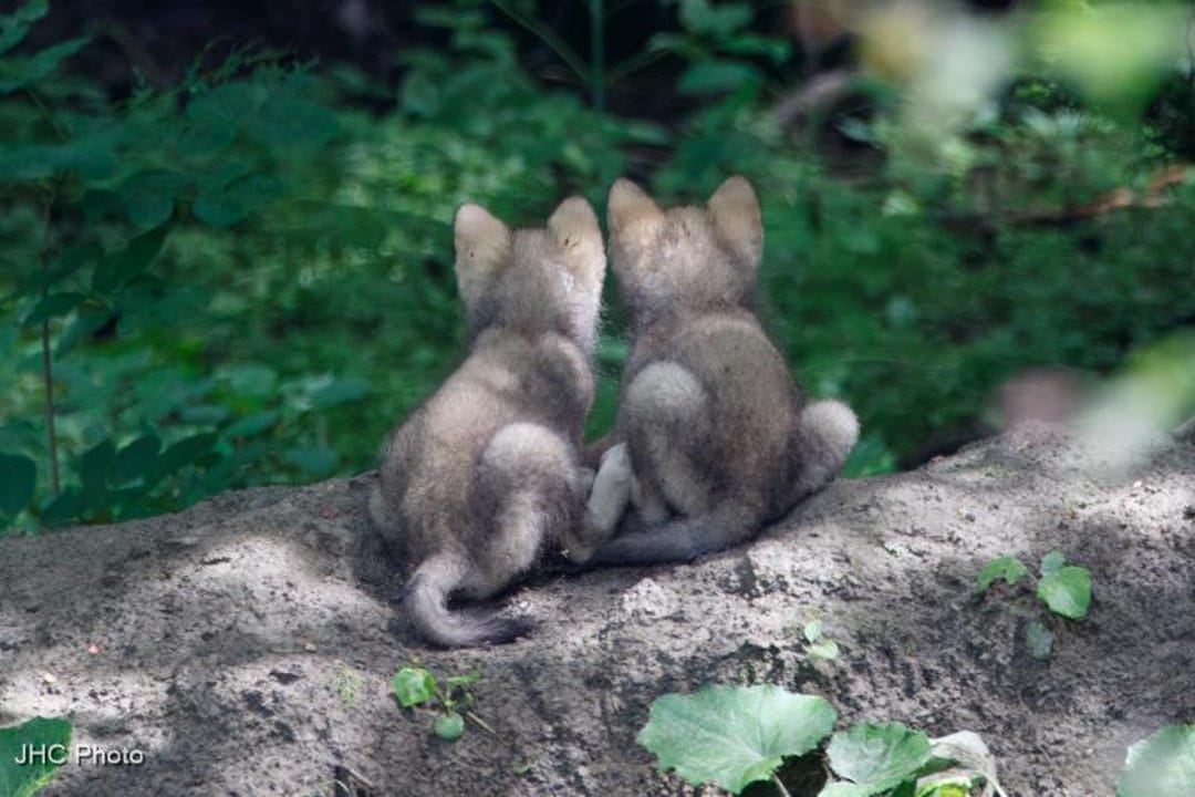 Gray Wolf Print, Wolf Art, Wolf Pups, Wolf Photography, Baby Wolf, Wolf ...