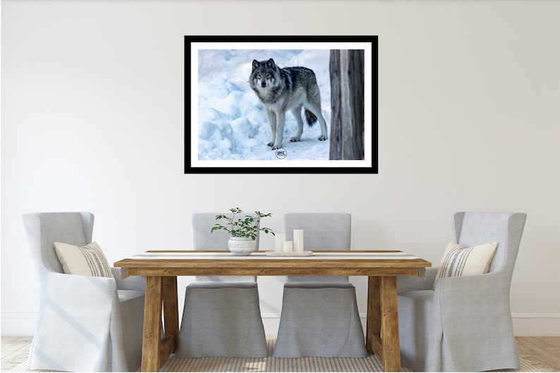 Grey Wolf Wall Art Print, Wolf Photo Print, Wolf Love, Nature ...