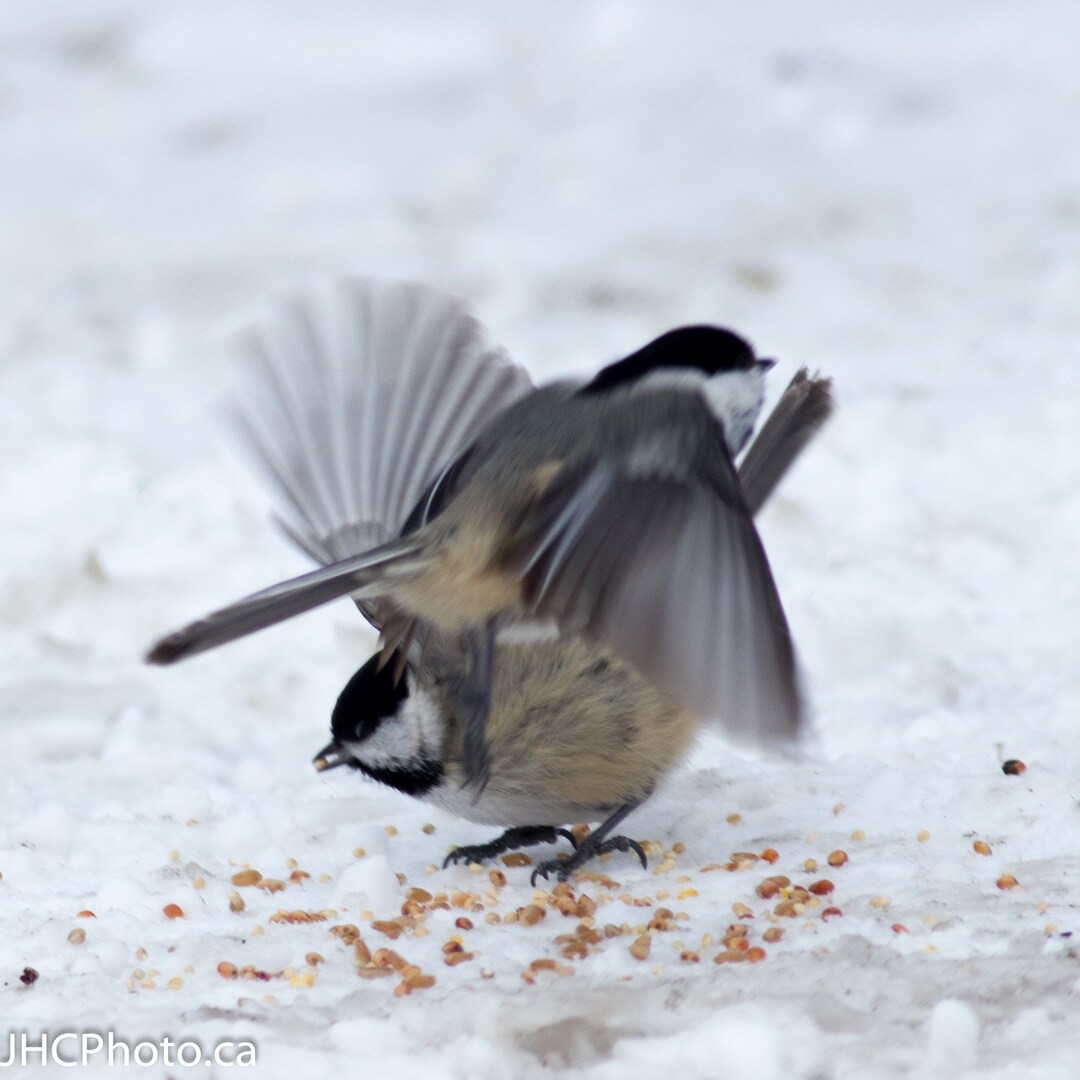 Chickadee, Chickadee Print, Chickadee Wall Art, Bird Print, Bird ...