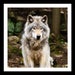 Timber Wolf Print - Wolf Wall Art - Gift for Wolf Lover - Wolf Photo ...