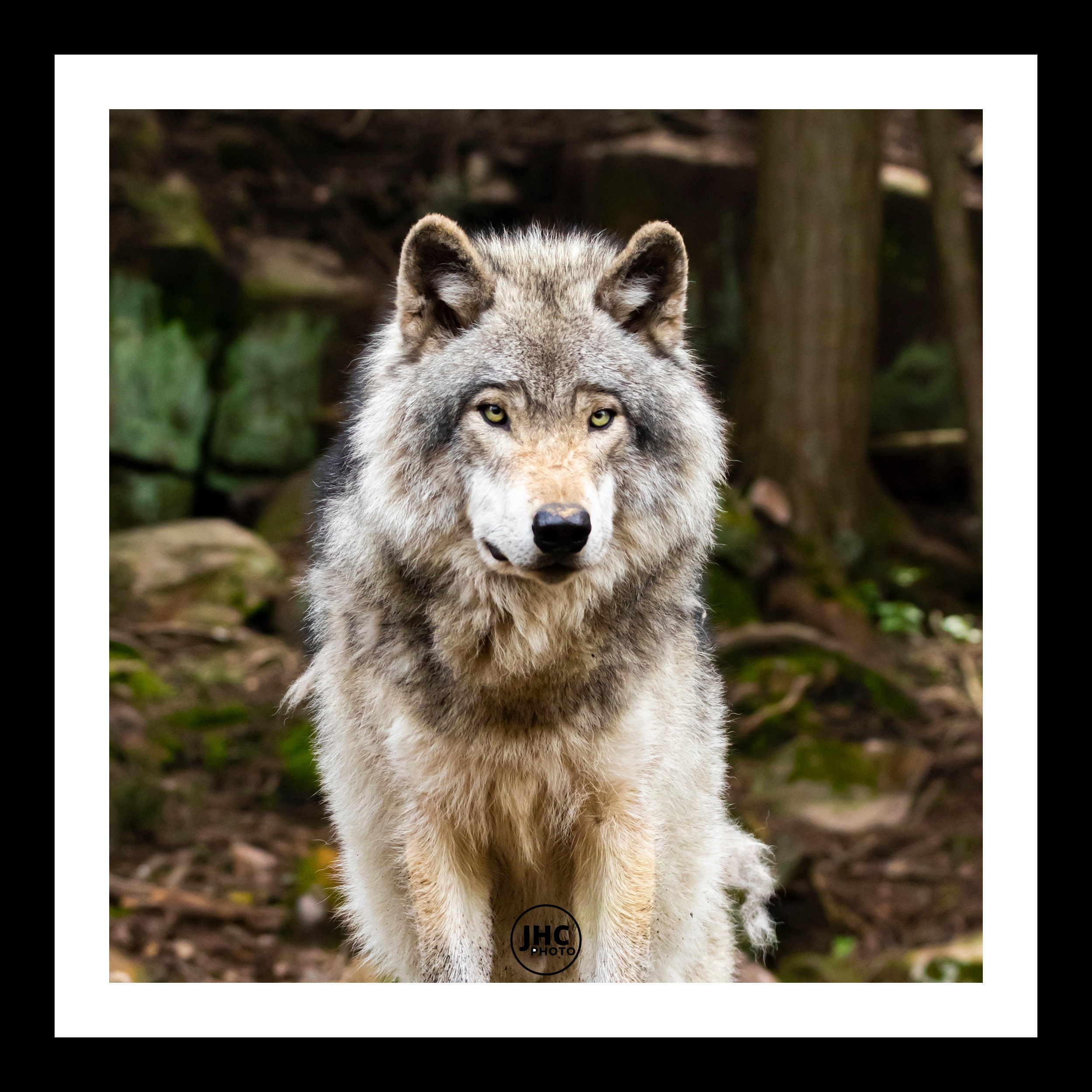 Timber Wolf Print - Wolf Wall Art - Gift for Wolf Lover - Wolf Photo ...