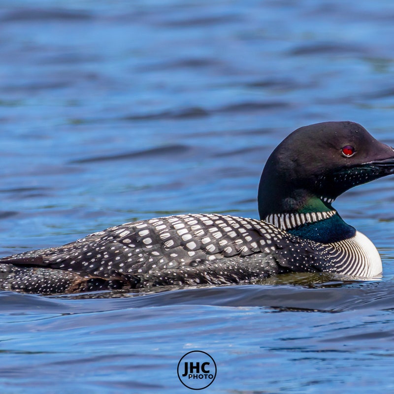 Loon Photo - Etsy