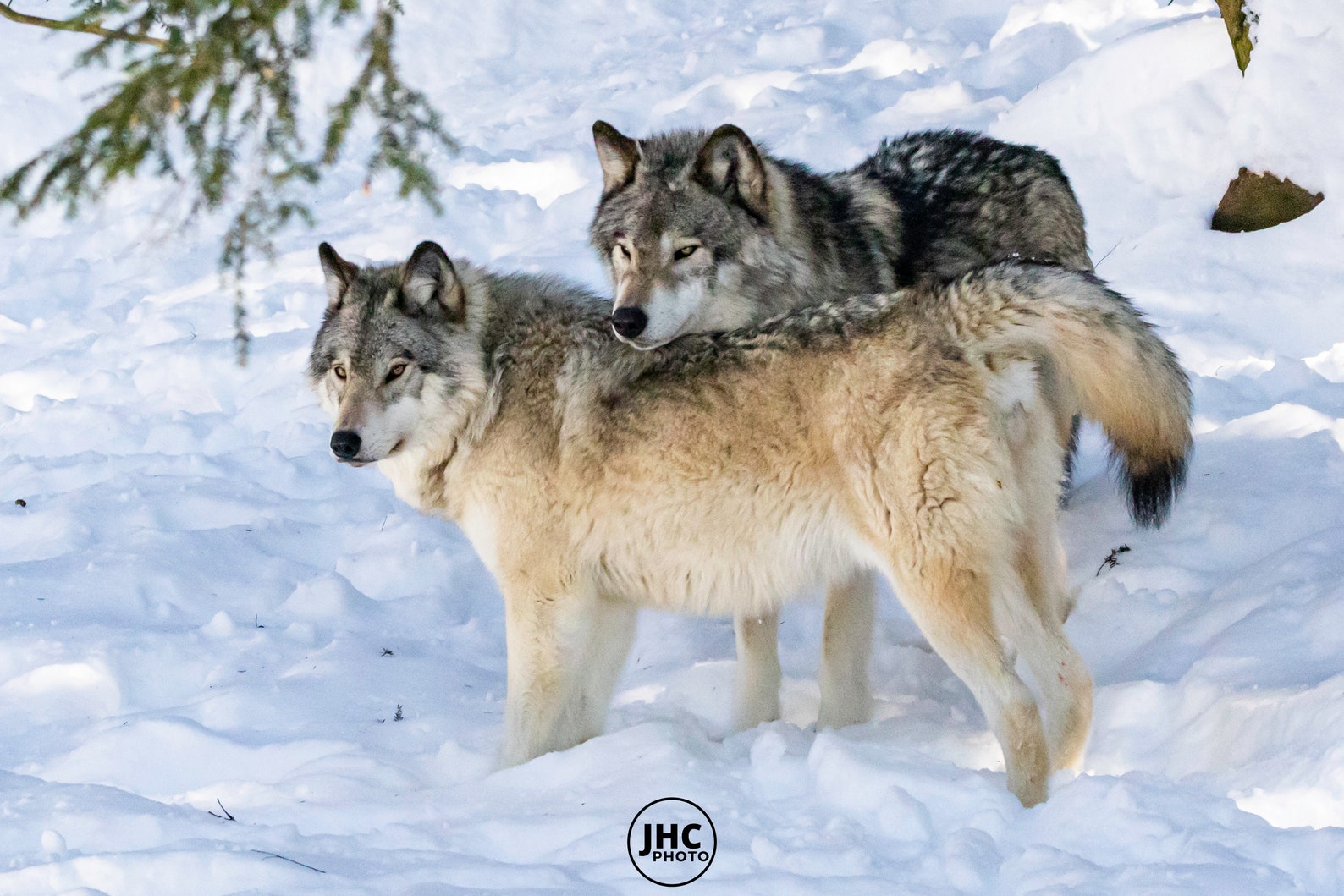 Wolf Wall Art, Wolf Art Print, Grey Wolf, Wolf Love, Valentines Gift ...
