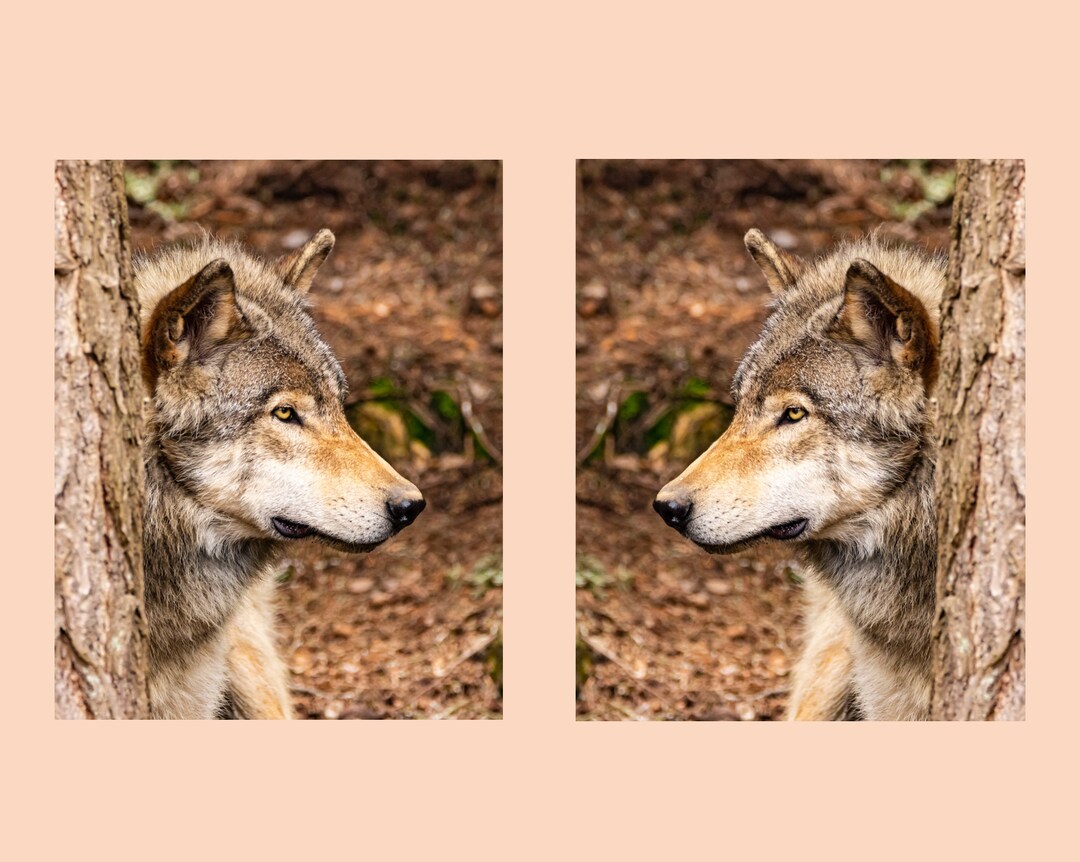 Gray Wolf Wall Art Print Set, Wolf Art, Wolf Gift, Wolf Photo, Wildlife ...