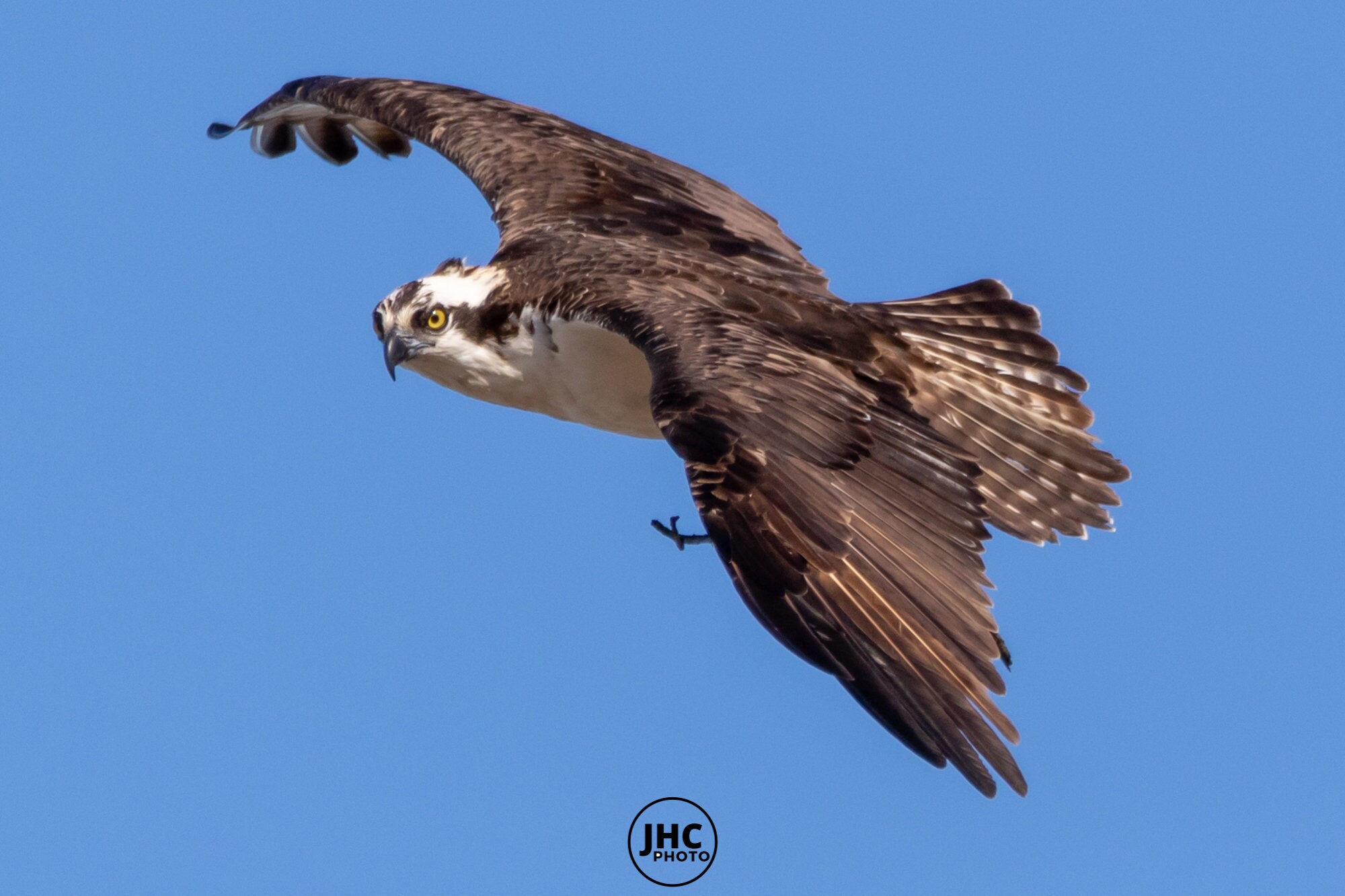 Osprey Print, Bird of Prey, Osprey Photo, Osprey Bird, Bird Photography ...