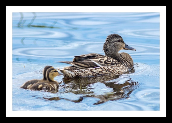 Pato Hembra Graznando Foto De Stock Pato Nadando | Libre De Derechos