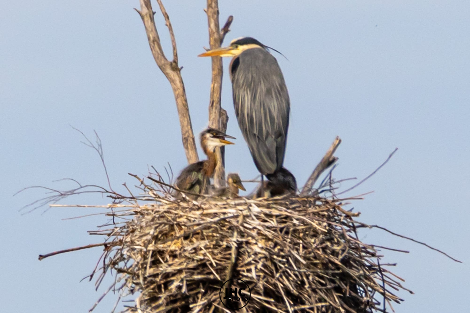 Great Blue Heron Baby