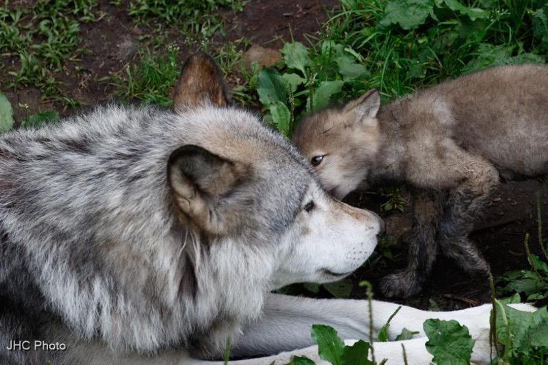 Wolf and Pup Canvas, Wildlife Photography, Wolf Photography, Wolf Wall ...