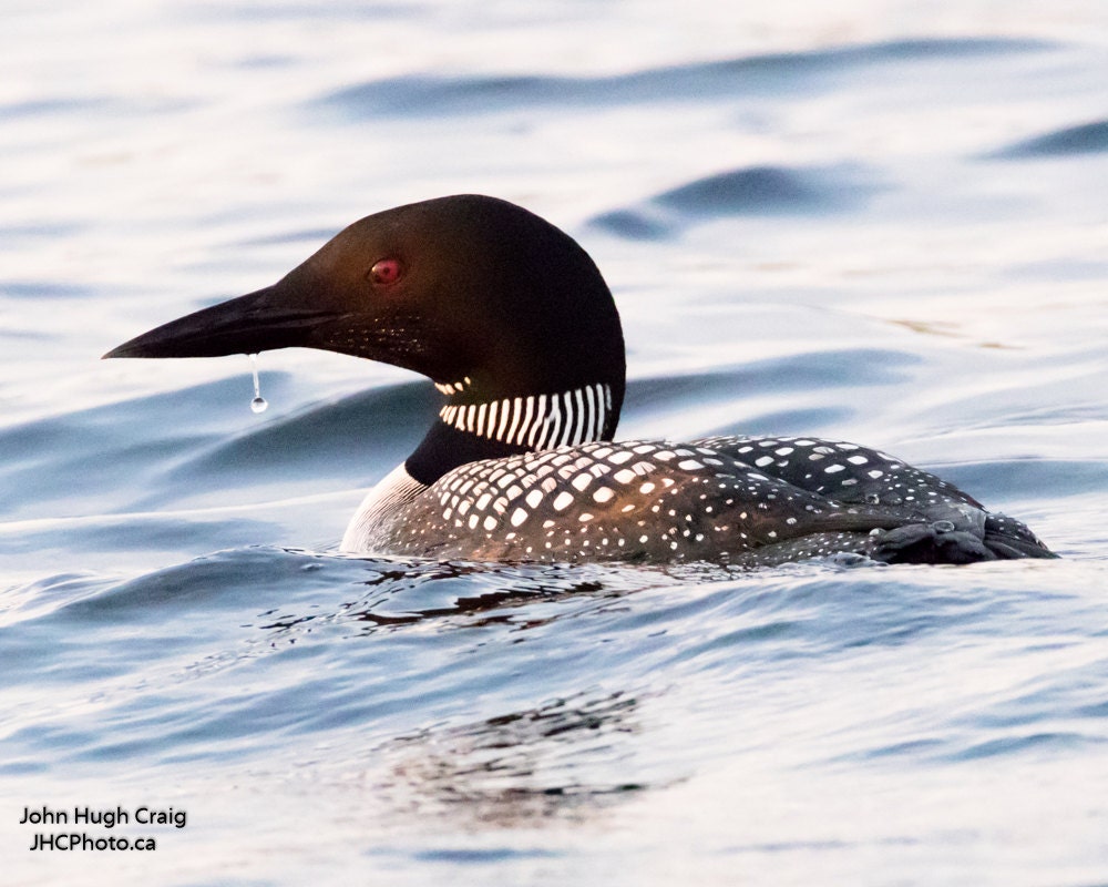 Loon Print, Loon Photo, Loon Picture, Loon Photography, Common Loon ...