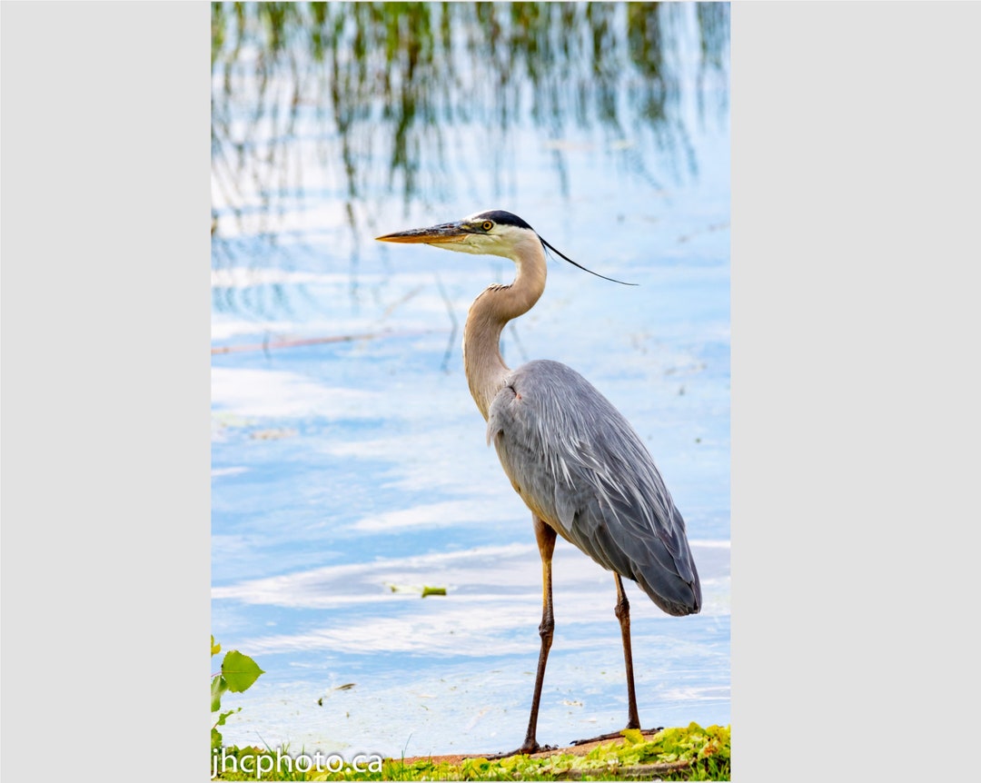 Blue Heron Print, Bird Photography, Heron Art, Heron Decor, Great Blue ...