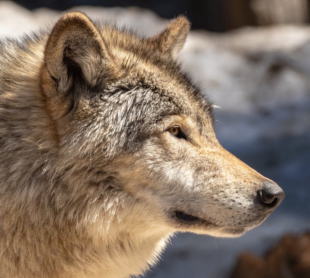 Grey Wolf Portrait Canvas Wall Art, Wolf Gift, Limited Edition, 16x16 ...