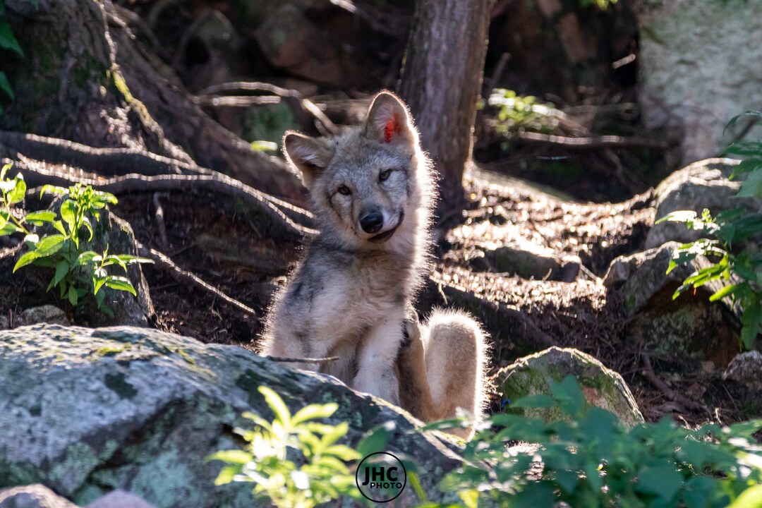 Wolf Pup Print, Wildlife Print, Wolf Art, Wolf Pup, Timber Wolf, Baby ...