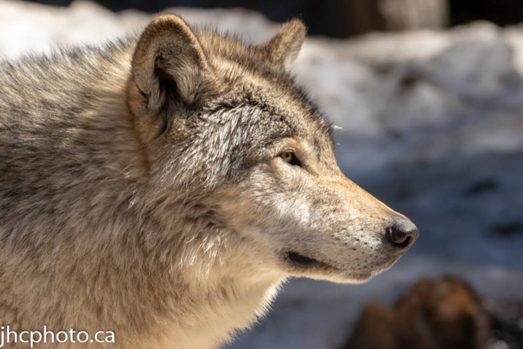 Grey Wolf Wall Art Canvas, Wolf Photography, Wolf Gift, Grey Wolf, Wolf ...
