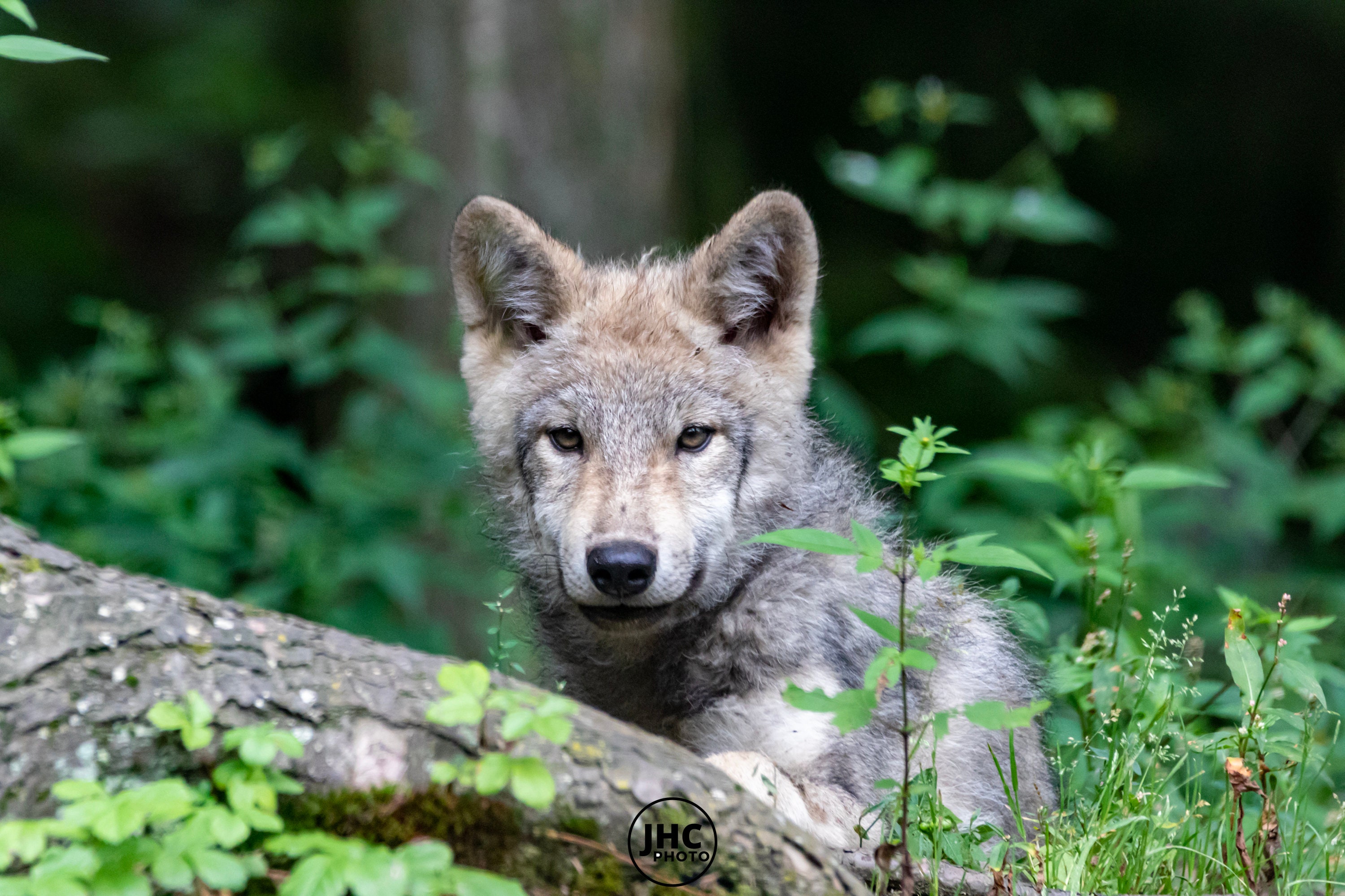 Wolf Print, Wolf Pup, Grey Wolf, Wolf Art, Wolf Photography, Baby Wolf ...