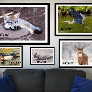Wolf Pup Print, Timber Wolf, Wolf Art, Wolf Photo, Wolf Picture, Grey ...